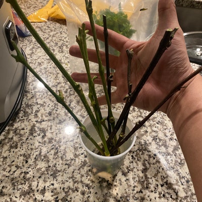 Rare Guava Tamarillo, Cyphomandra Fragrans. 4 Fresh Cuttings - Etsy