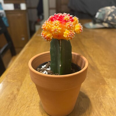 Fire Stick Cactus 6 Inch Sticks on Fire Cactus Tirucalli Live Cacti ...