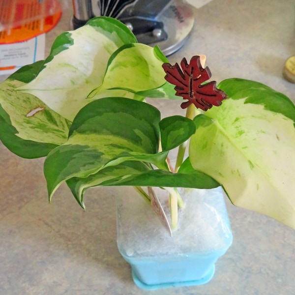 Tonkin Cane Tea Stick Bamboo Pseudosasa Amabilis Fish Pole Root RHIZOME ...