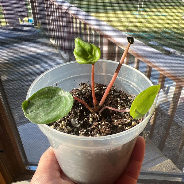 Alocasia Pink Princess Starter Plant ALL STARTER PLANTS Require You to ...