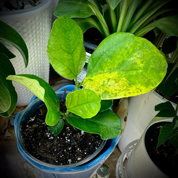 Hibiscus Cajun Color Rum Rascal Starter Plant Hybrid Big Double Flowers ...