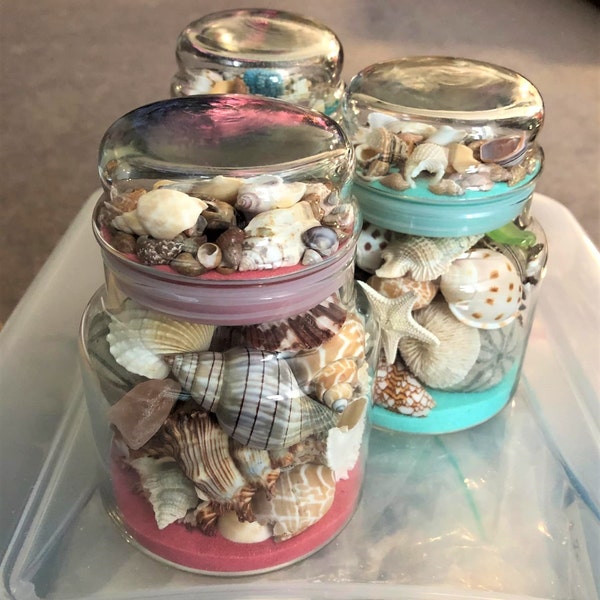 25 Beautiful Pink Rose Petal Tellin Shells - Etsy