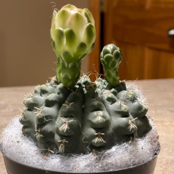 Devil's Backbone I Pink Variegated - Etsy