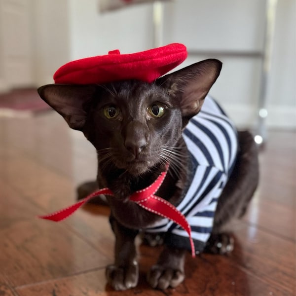 Complete French Cat Outfit- Cat Beret, Ascot and Striped Shirt Pet ...