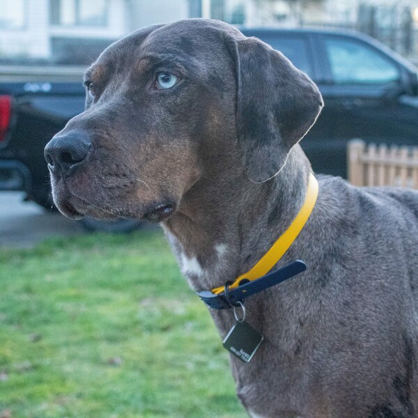 Frosted Dog Tag, Personalized Dog Tag, Dog Id Tag, Cat Name Tag, Pet ...