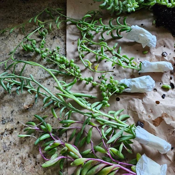 Live Texas Privet/ Ligustrum Japonicum Texanum - Etsy