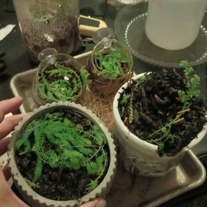 Spoon Leaved Moss Bryoandersonia Illecebra Live Terrarium Moss - Etsy