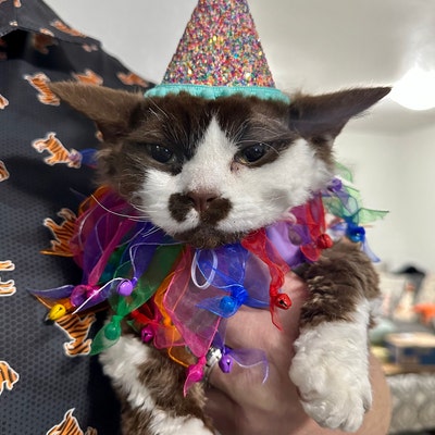 Cat Birthday Hat Pet Party Hat Puppy Birthday First Birthday Puppy First Birthday Birthday Party ...