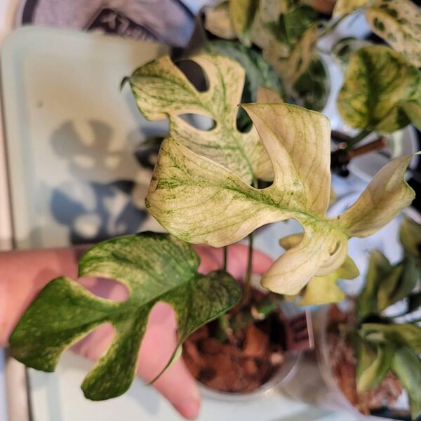 Epi Pinnatum Yellow Flame - Rare - Tropical House Plant - in Moss - Etsy