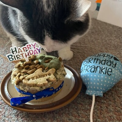 Personalised Catnip Fabric Birthday Balloon Gotcha Day Gift - Etsy UK