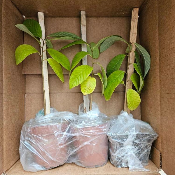 Pitiona (lippia Alba) - Etsy