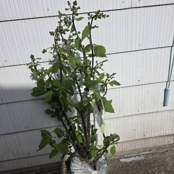 Viburnum × Burkwoodii 'mohawk' - Burkwood Viburnum - Live Plant - 4 ...