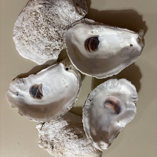 Set of 30 Baby Oyster Shells (.5 - 1.5)| Crafting Ready | Nautical ...