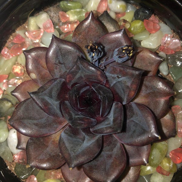 Mix Rare Live Succulent Plants Advanced Level Blind Box, 2-3.5" Random ...