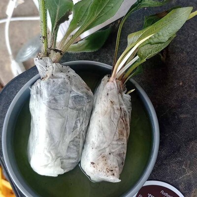 Gold Black Eyed Susan Vine Starter Plant ALL Starter Plants REQUIRE You ...