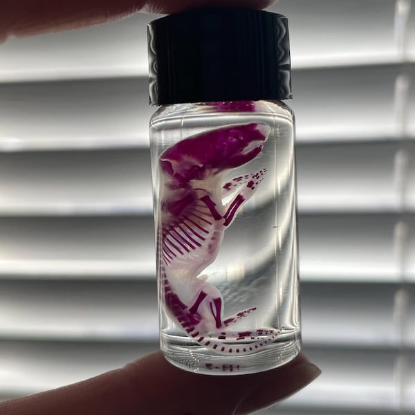 Diaphonized Pinky Mouse / Mice Specimen Oddity Shelf Decor - Etsy