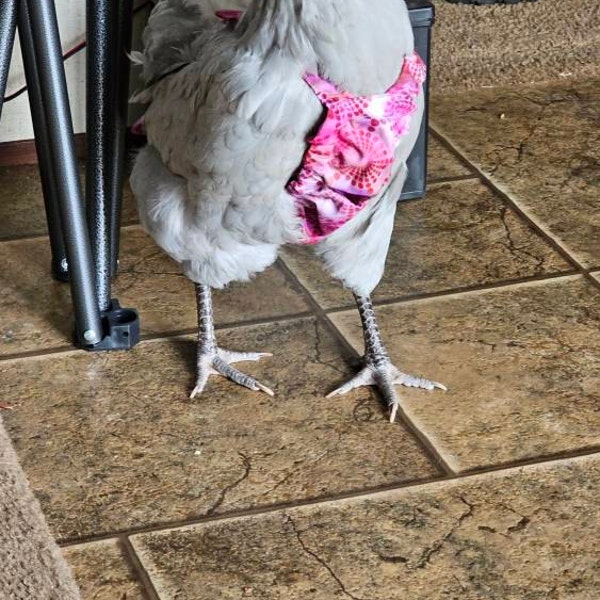 Chicken Diapers Large- Perfect Chicken Diaper for Large Hens or Medium ...