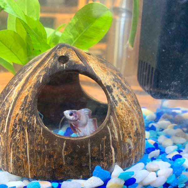 3 Hole Aquarium Cave Coconut Shell Cave / Hide, Betta Cave, Pleco Cave ...