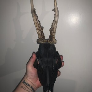 Fallow Deer Skull From Central Europe Fallow Deer dama Dama Unique ...