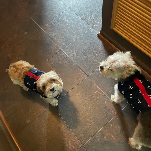 University of Michigan Dog Coat - Etsy