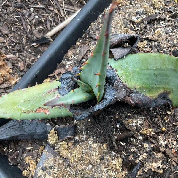 Sm.1g Aloe Excelsa,rarely Seen in Cultivation.seed Grown From South ...