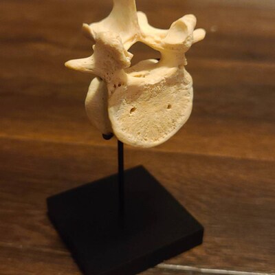 Center Post Base Display Stand for Shells and Other Hollow Objects 5 ...