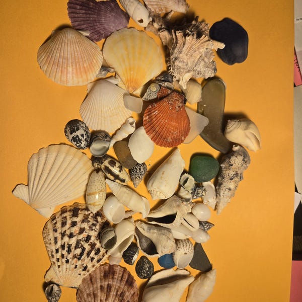 Capiz Shells Round 1" - Flat Shells - Natural Cream Capiz - Beach ...