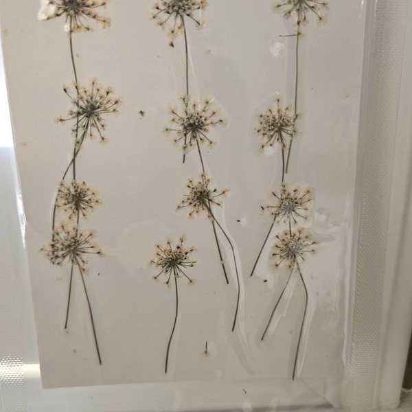 Pressed Dried 4 Leaf Clover for Floral Art Craft Resin Cast - Etsy