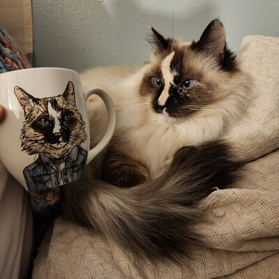 Shark Swedish Fish Snack Attack Vinyl Decal Sticker - Etsy