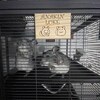 Full Length Cage Ledges for Full Cheeks Chew Proof City Loft Cage Kiln ...