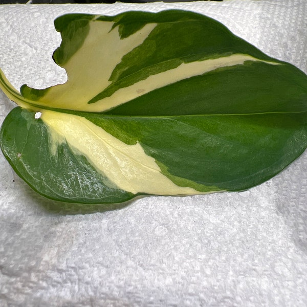 Rare Manjula Potho/mutant Manjula/hybrid Manjula High Viraigation ...