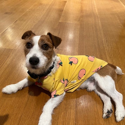 French Beret Hat, Hat for Dog, Dog Hat, Dog Beret, Dog Costume, Pet ...