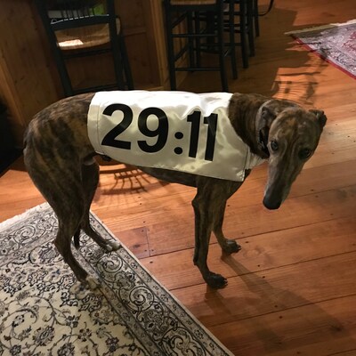 Racing Jackets, Race Coats , Greyhound Jackets, Greyhound Racing ...