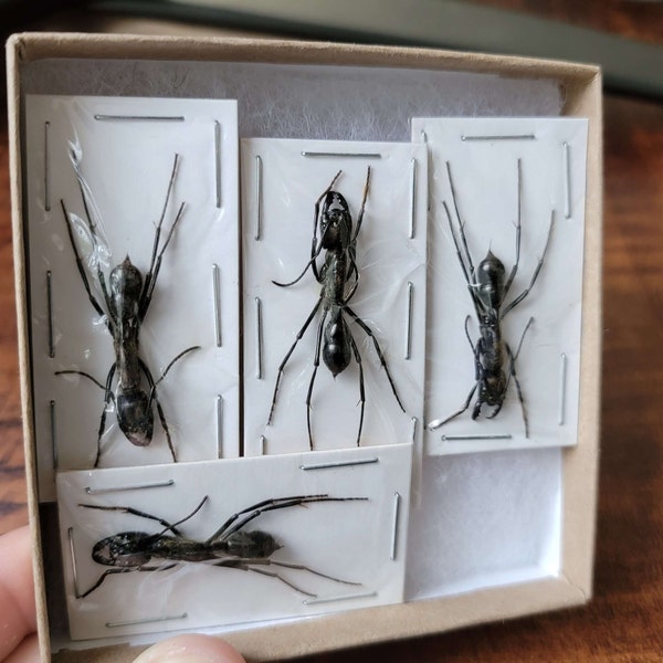 Dinoponera Sp1 (giant Amazonian Ants) ~29mm, Real Giant Ants, Ant ...