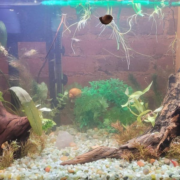 Chinaberry Tree, Pride of India, Bead-tree, Cape Lilac, Persian Lilac ...