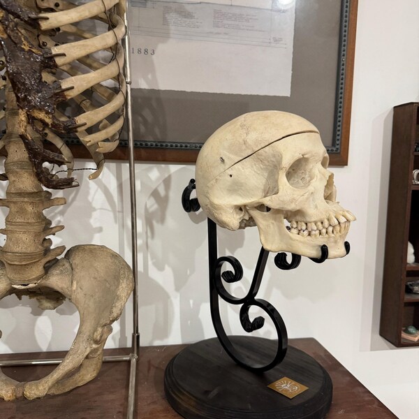 Realistic Human Skull Replica Life-size, Dark Tones, Anatomical Decor ...