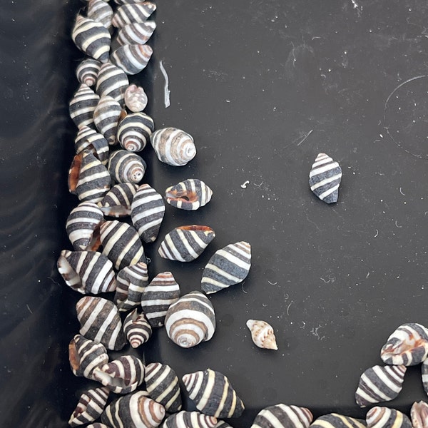Tiny Beehive Shells 1/4-1/2" [10/20/50/100], Black & White Striped ...