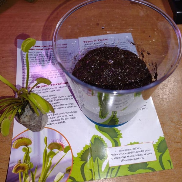Live Venus Flytrap Plant Kit in 4.5 Terrarium Carnivorous Plant Food ...