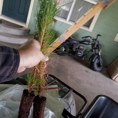 20 Loblolly Pine Tree Seedling Plugs Fast Growing Easy Planting - Etsy