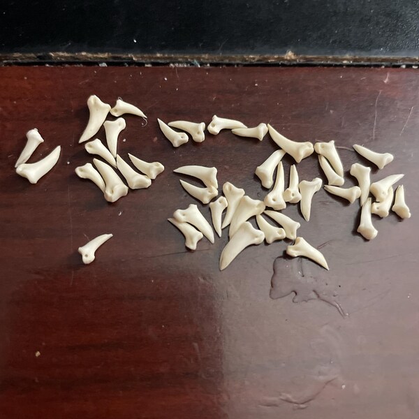 Small Rabbit Claw Bones - Real Bones - Undrilled - 40 Assorted Pieces ...