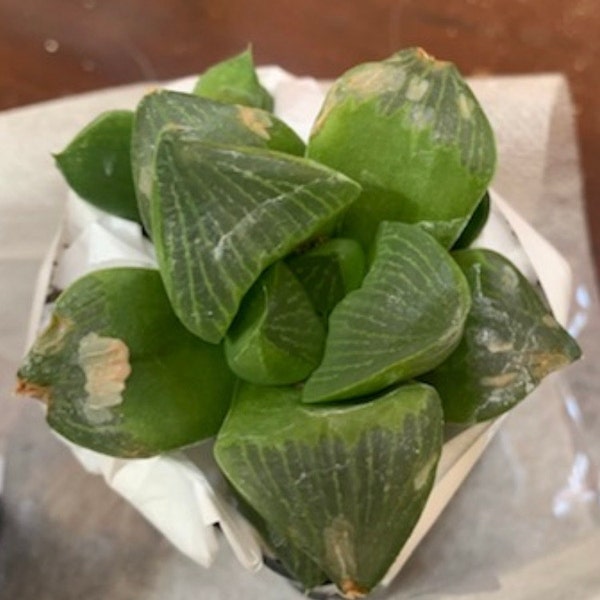 Clausen's World STINGRAY Hood3 Vinyl Decal 3 Sizes Compatible With ...