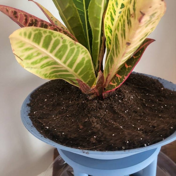 The FUNNEL Planter With Stand and Water Catch for Indoor House Plants ...