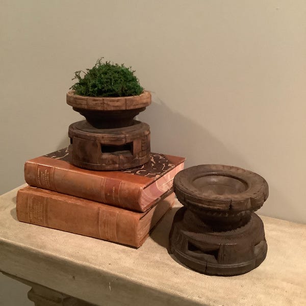 Vintage Turtle Shell Large Taxidermy Curiosities Garden Natural ...