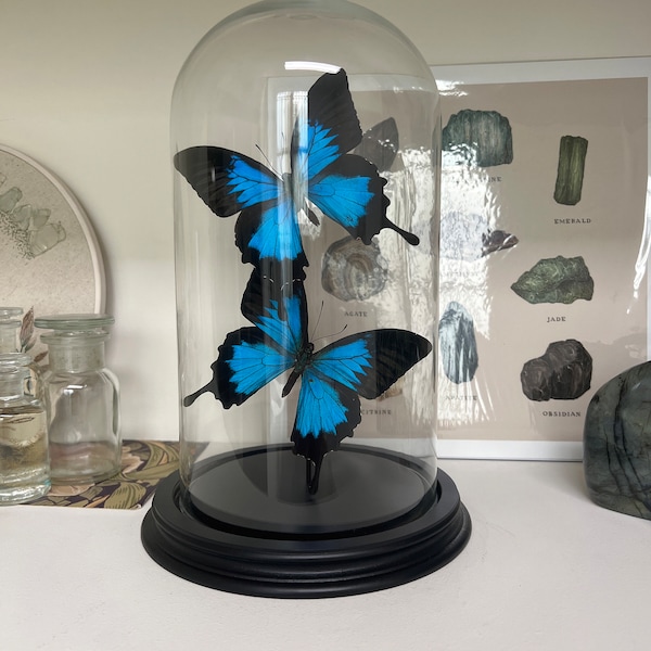 Mounted Fox (trophy) - Etsy