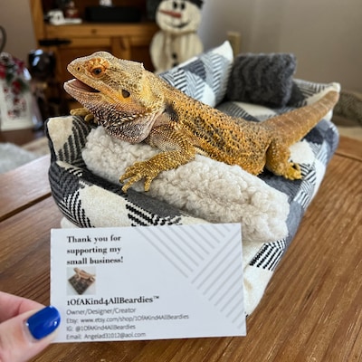 Bearded Dragon Couch Bearded Dragon Bed Bearded Dragon Giant Sofa Chair ...