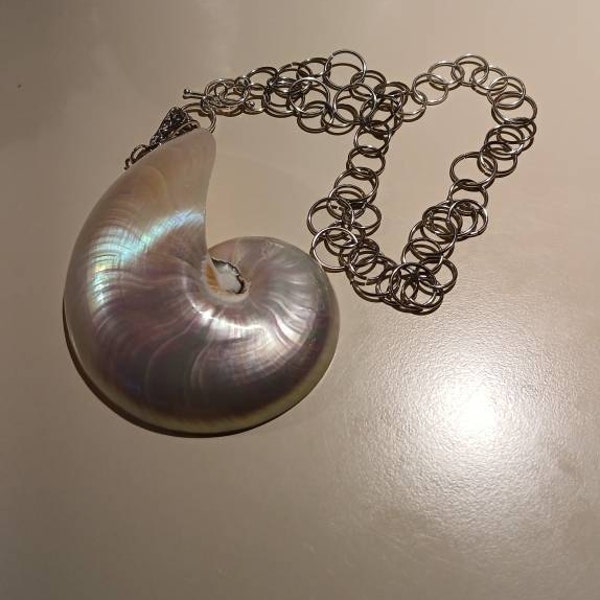 CARDIUM PESODOLIMA Sea Shell Trinket Box - Etsy