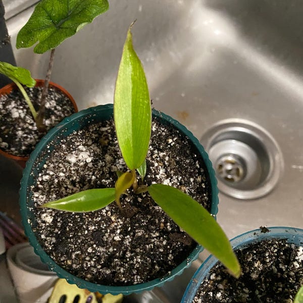 Philodendron Carmel Pluto Starter Plant (ALL STARTER PLANTS Require You ...