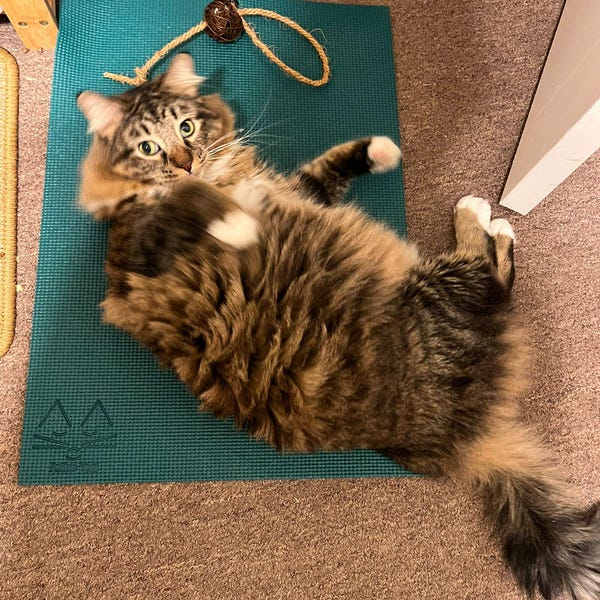 Red Yoga Mat for Cats, Cat Yoga Mat, Scratcher, Lounger, Toy for Cats ...