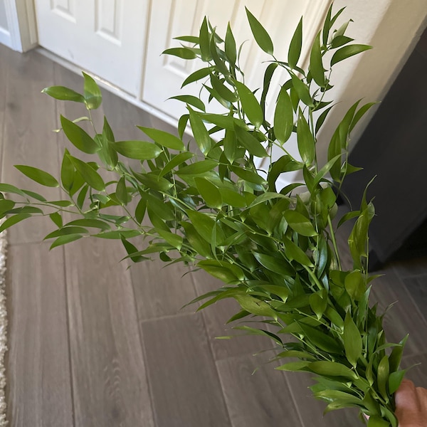 FRESH Large Cut Italian Ruscus Bundle — Wedding Centerpiece| Long ...