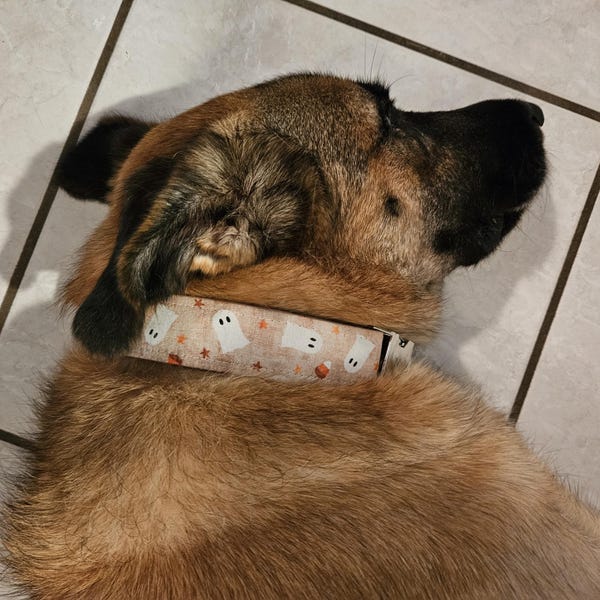 Orange and White Checkered Dog Collar, Martingale or Flat Collar, Dog ...